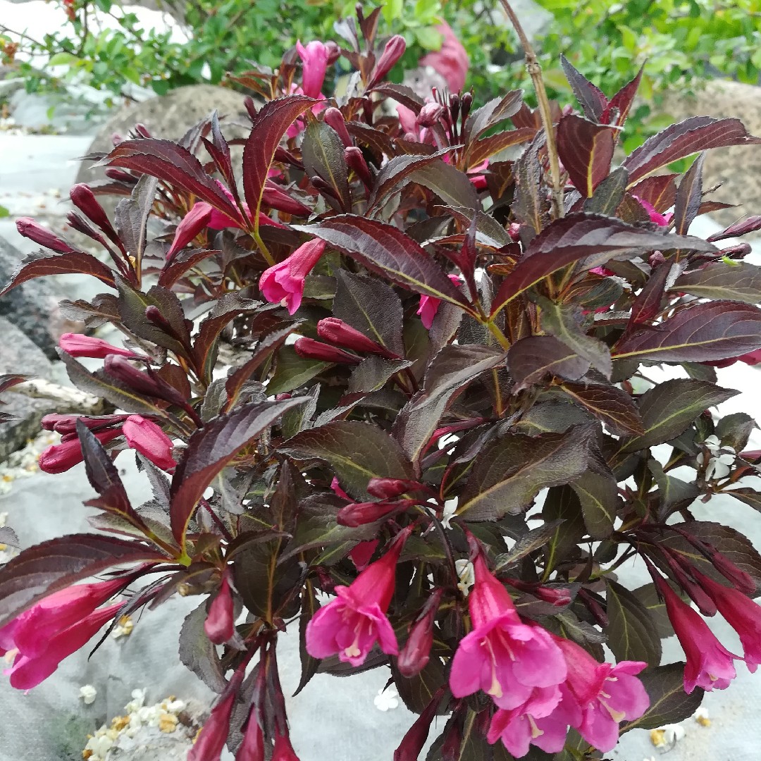 Weigela Flower, Leaf, Care, Uses - PictureThis