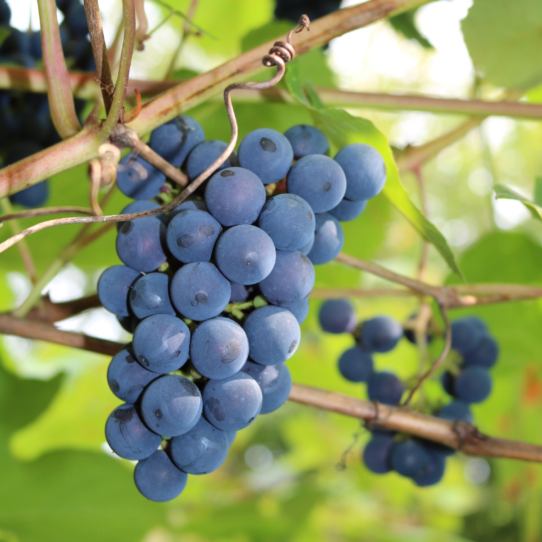 Grapevines Care (Watering, Fertilize, Pruning, Propagation) - PictureThis