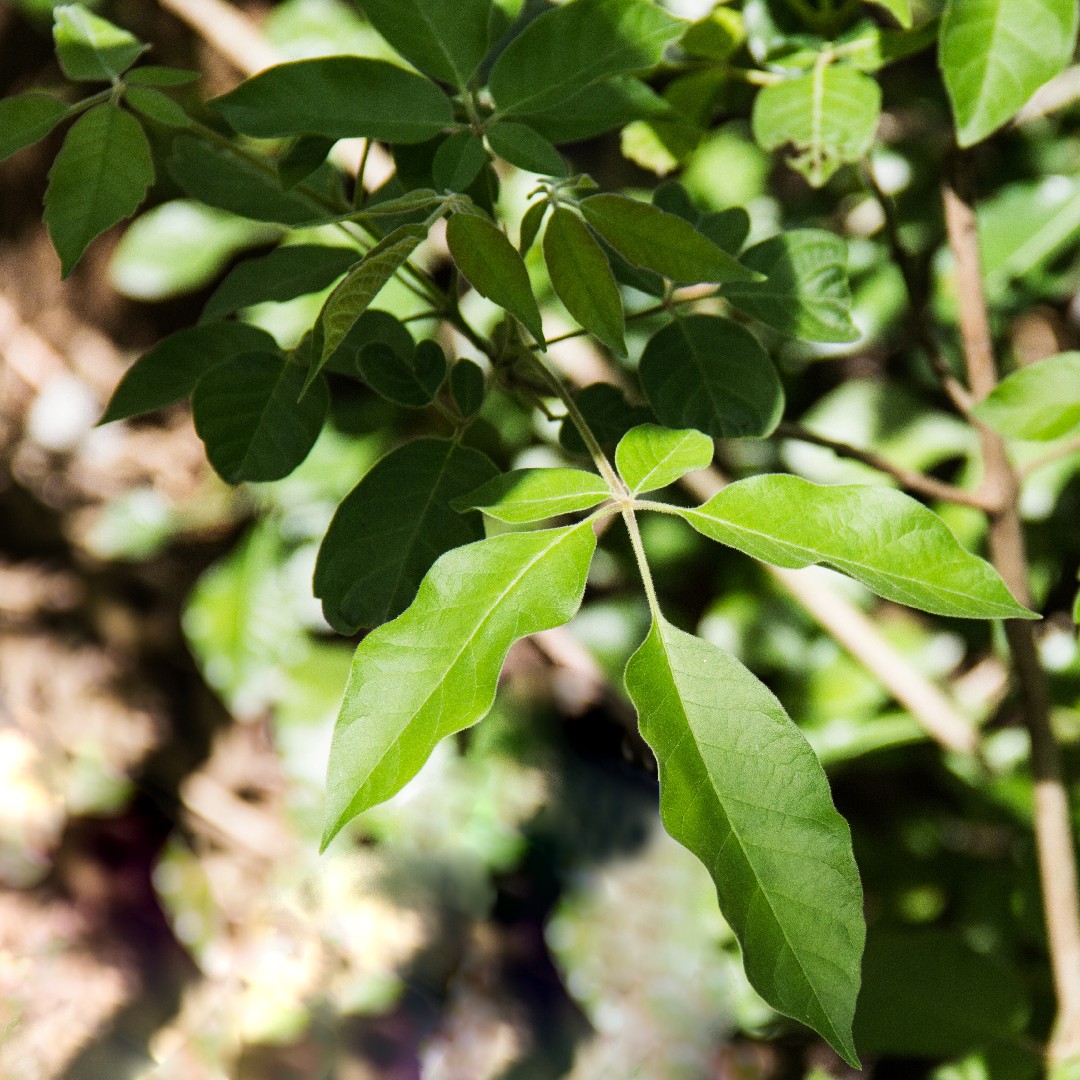 Chaste trees Care (Watering, Fertilize, Pruning, Propagation) - PictureThis