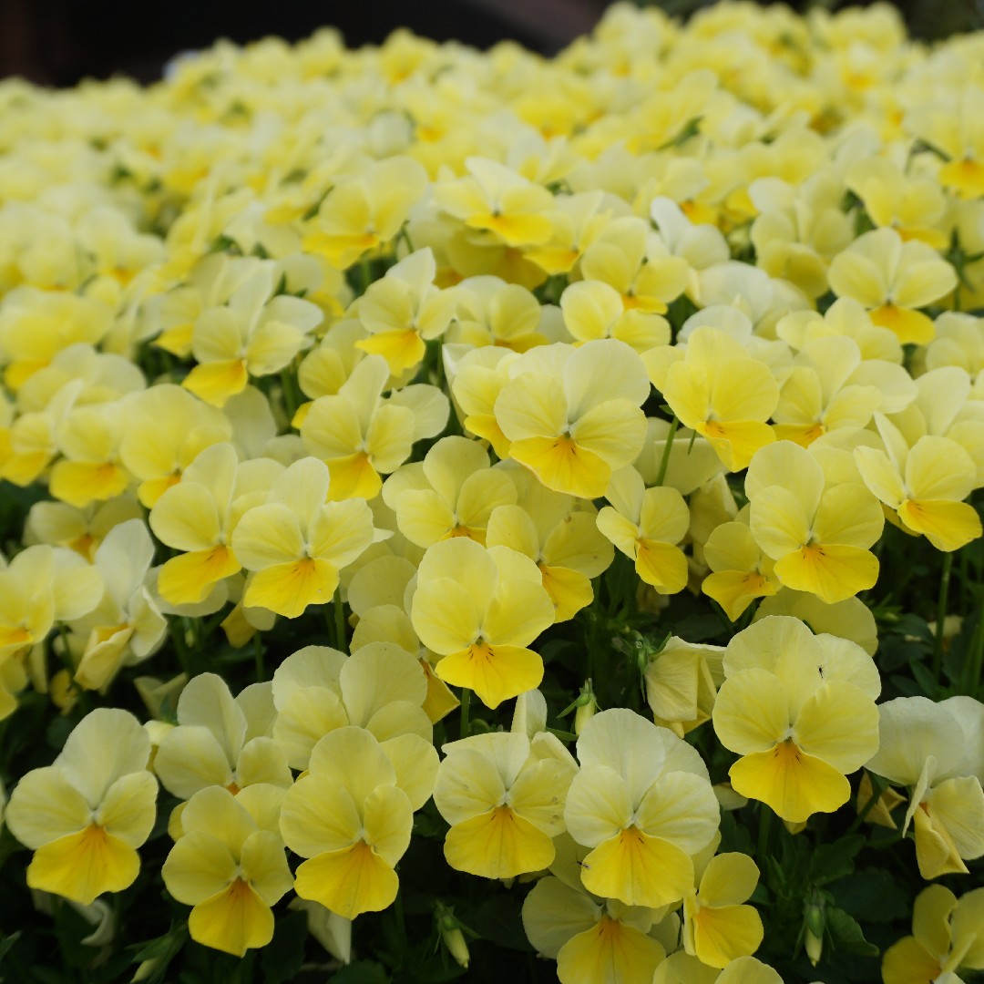 🌱 How to Propagate Violets 'Aspasia'