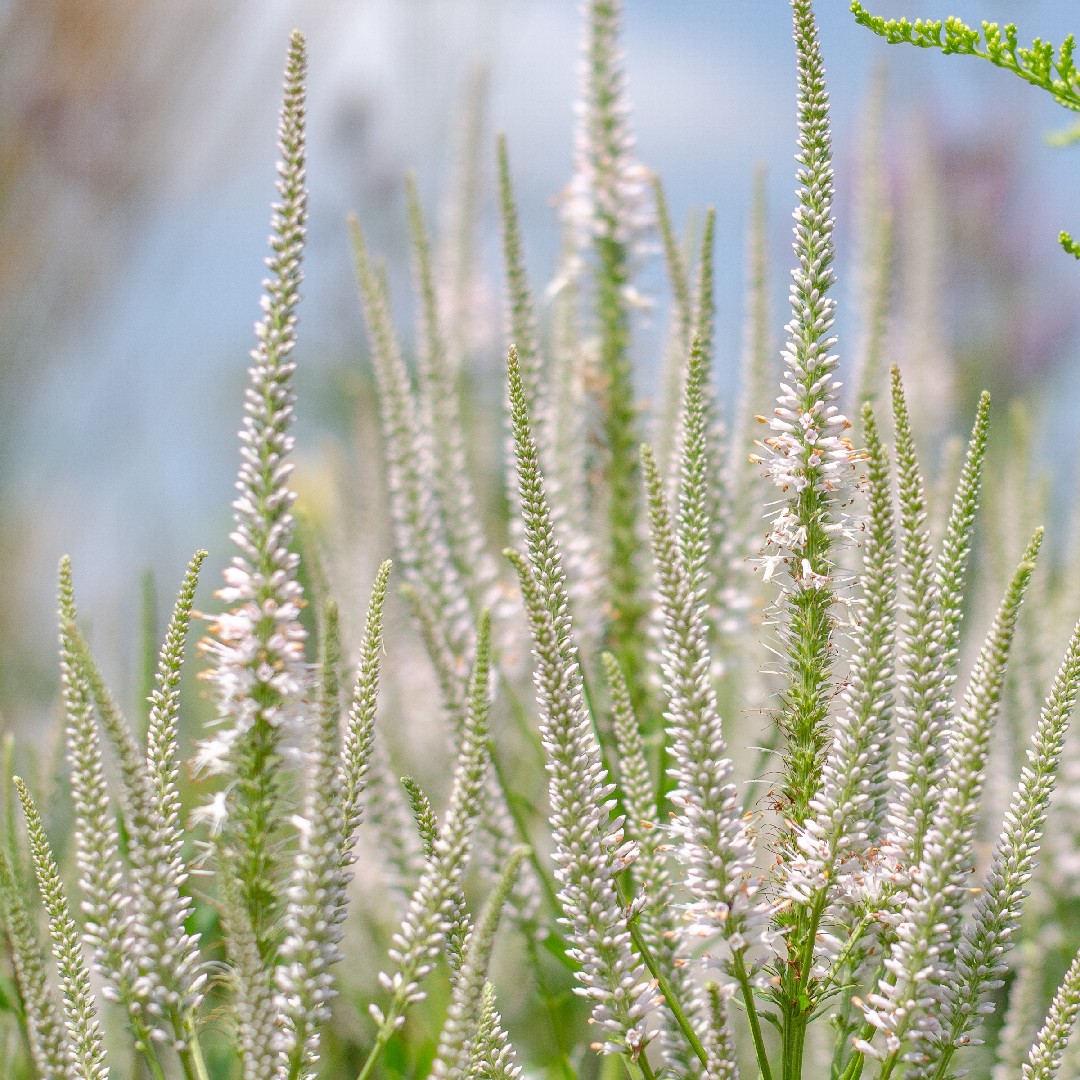 Veronicastrum virginicum 'Album' - PictureThis