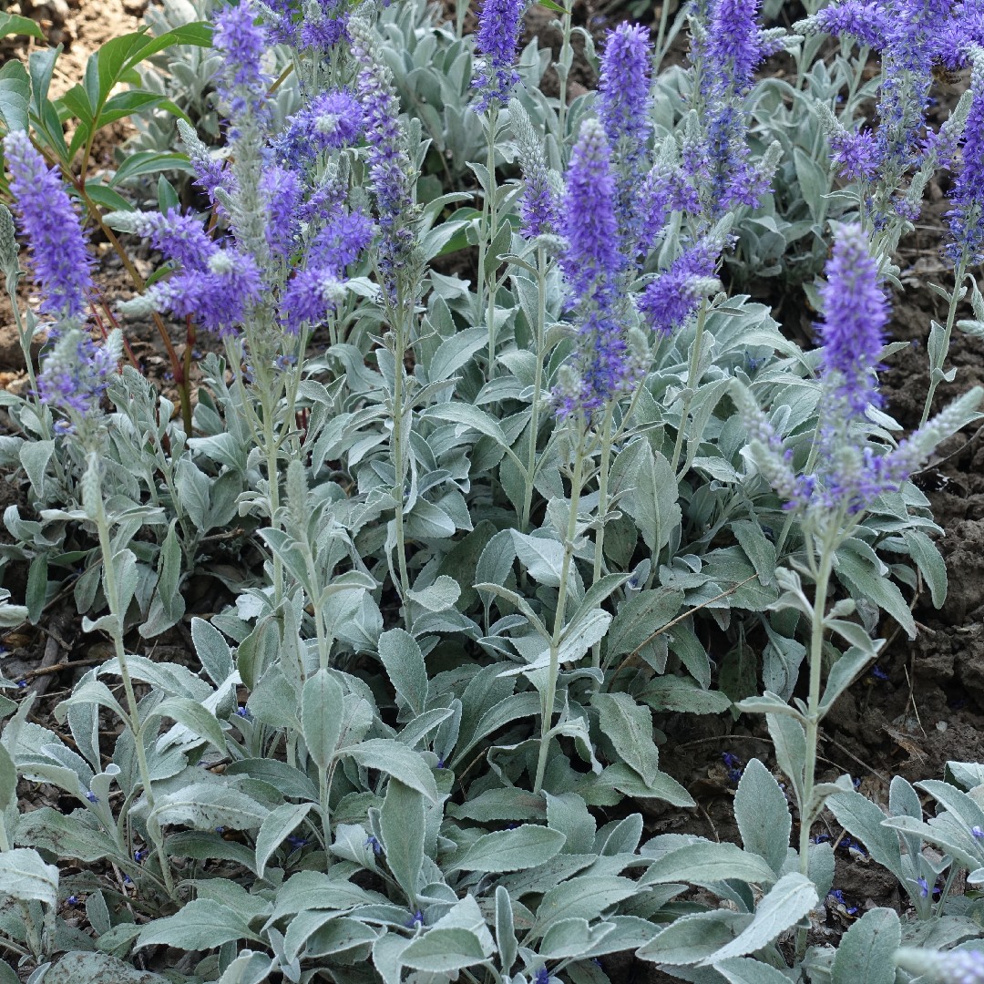Die 20 häufigsten Pflanzen in Russland, Sacha (Jakutija), Wiljujsk ...