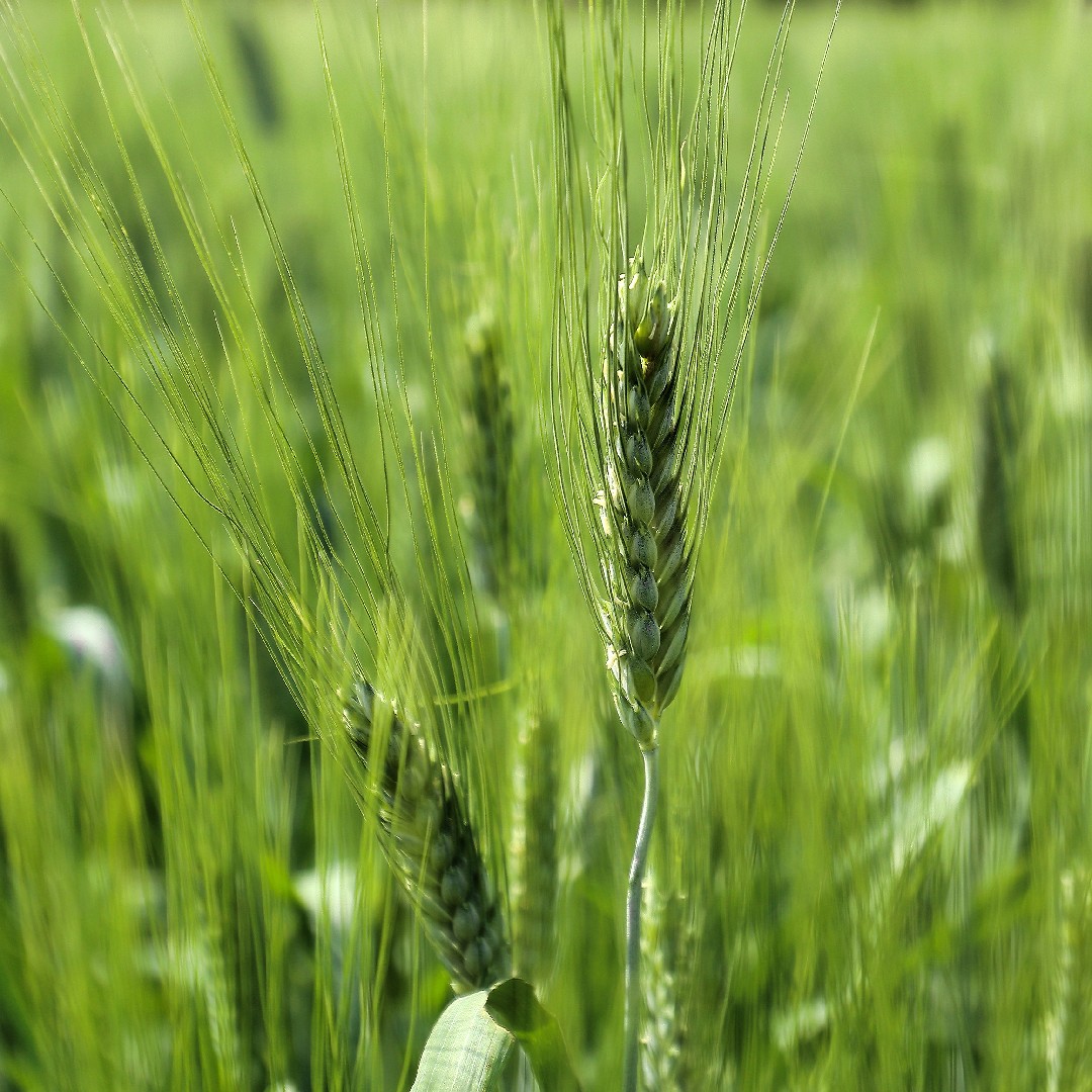 Triticum turgidum subsp. turgidum - PictureThis