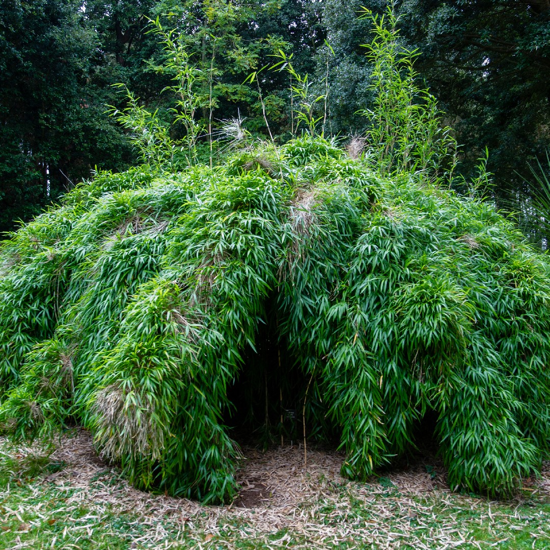 Yushania Care (Watering, Fertilize, Pruning, Propagation) - PictureThis