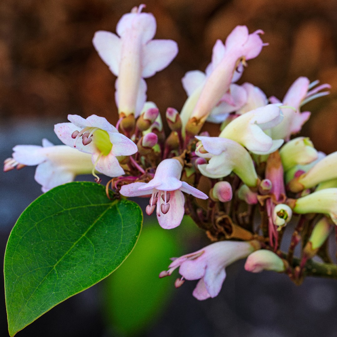 Wightia speciosissima - PictureThis