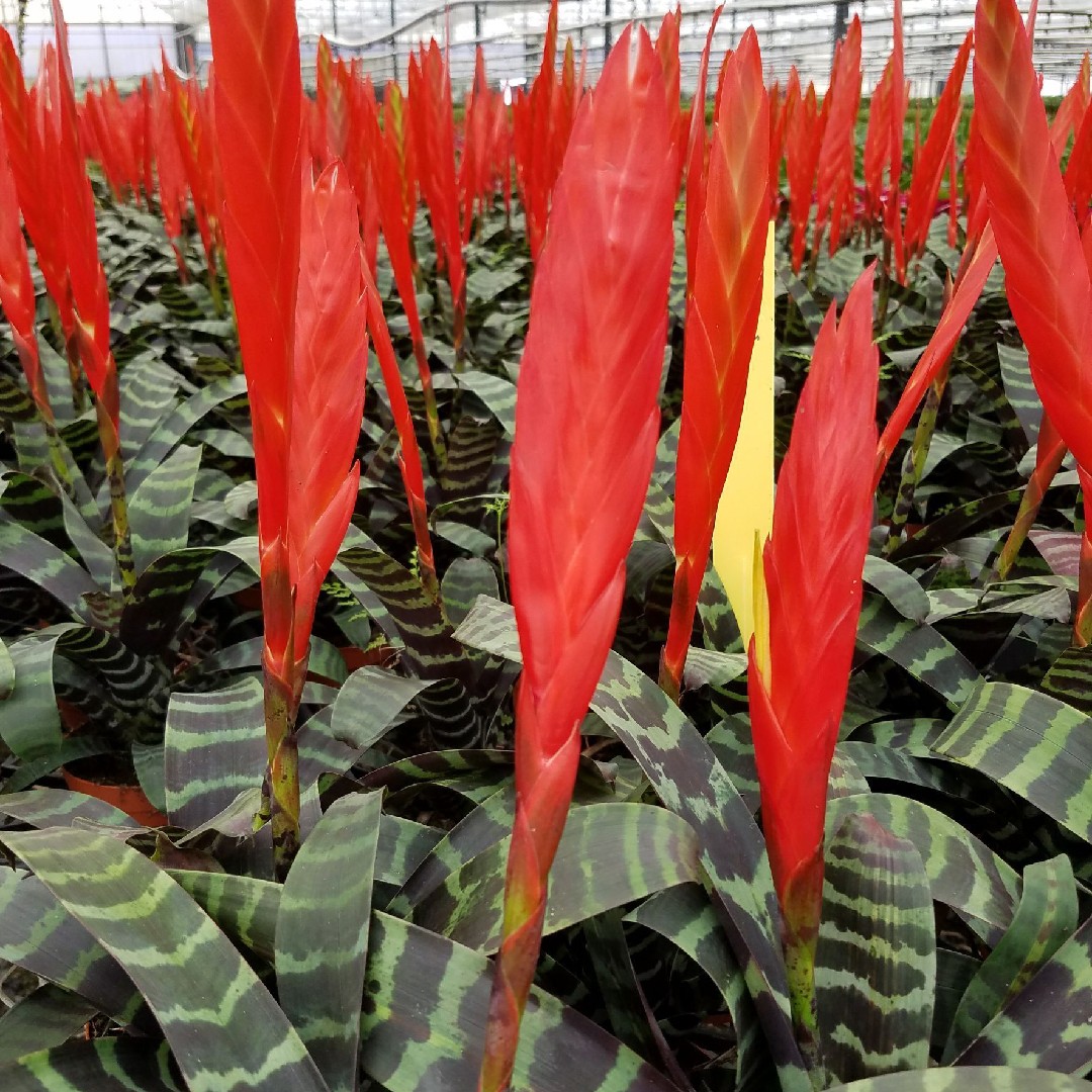 Vriesea 'Era' Cuidados (Plantando, Fertilizantes, Enfermedades ...