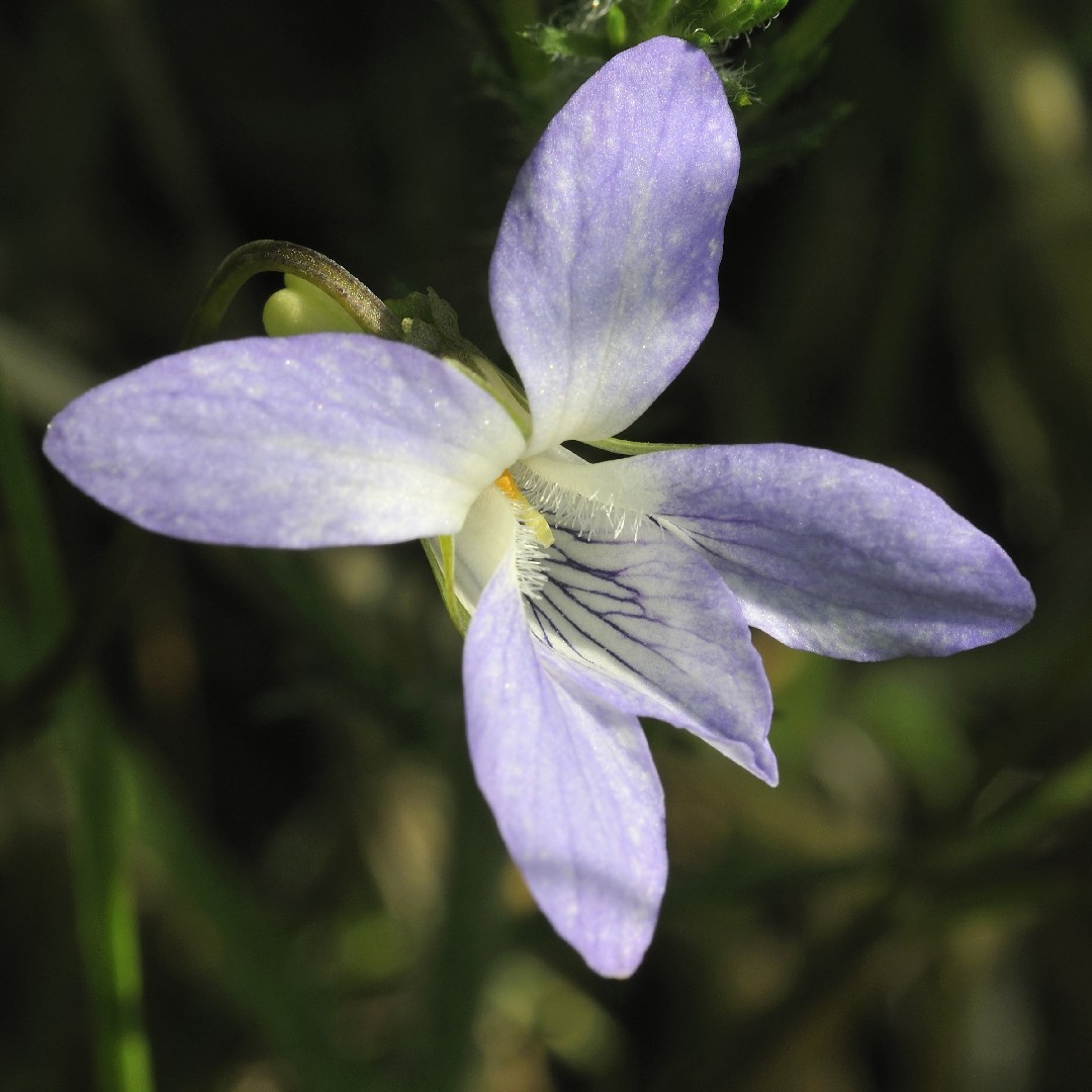 Pale dog violet (Viola lactea) Flower, Leaf, Care, Uses - PictureThis