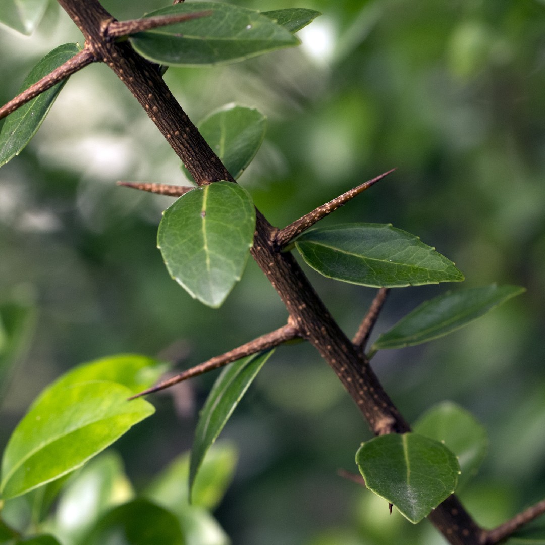 魯花樹屬 (Scolopia) 照顧，種植，繁殖，開花時間 - PictureThis