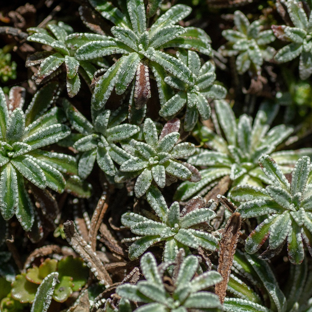 Saxifrages Care (Watering, Fertilize, Pruning, Propagation) - PictureThis