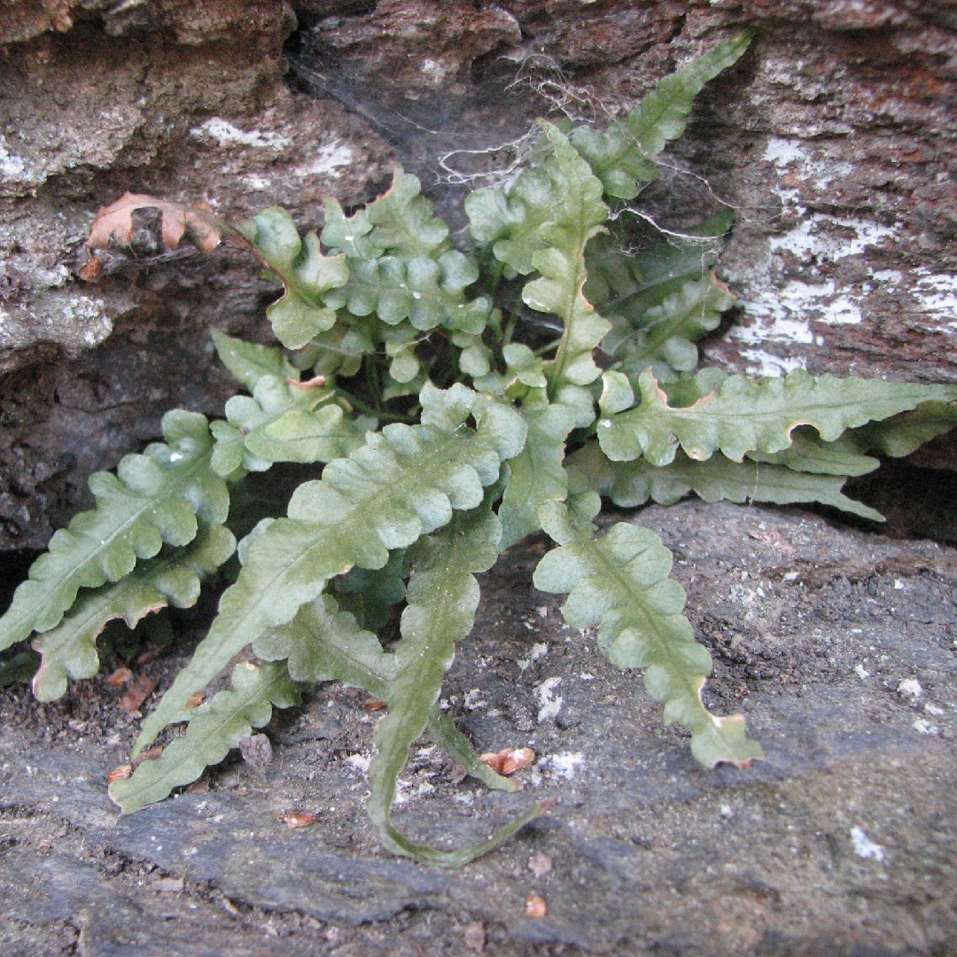 Asplenium pinnatifidum - PictureThis