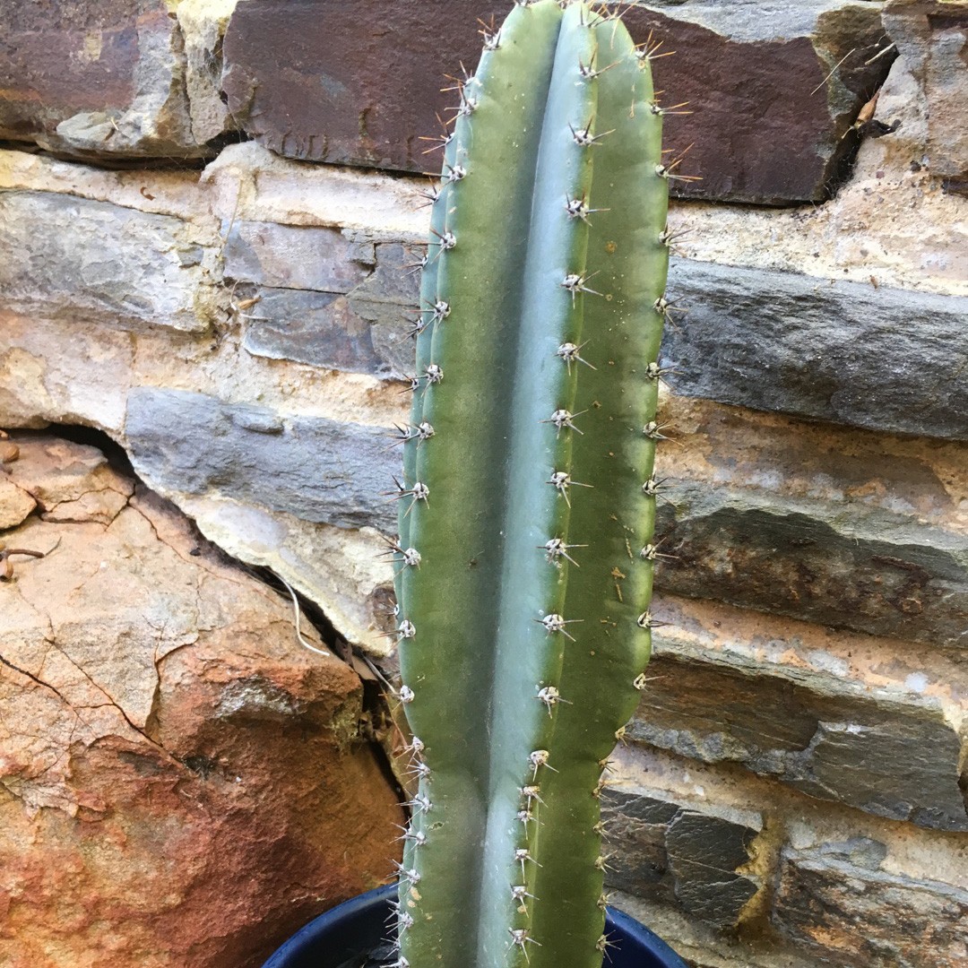 Zuilcactus (Cereus) - PictureThis