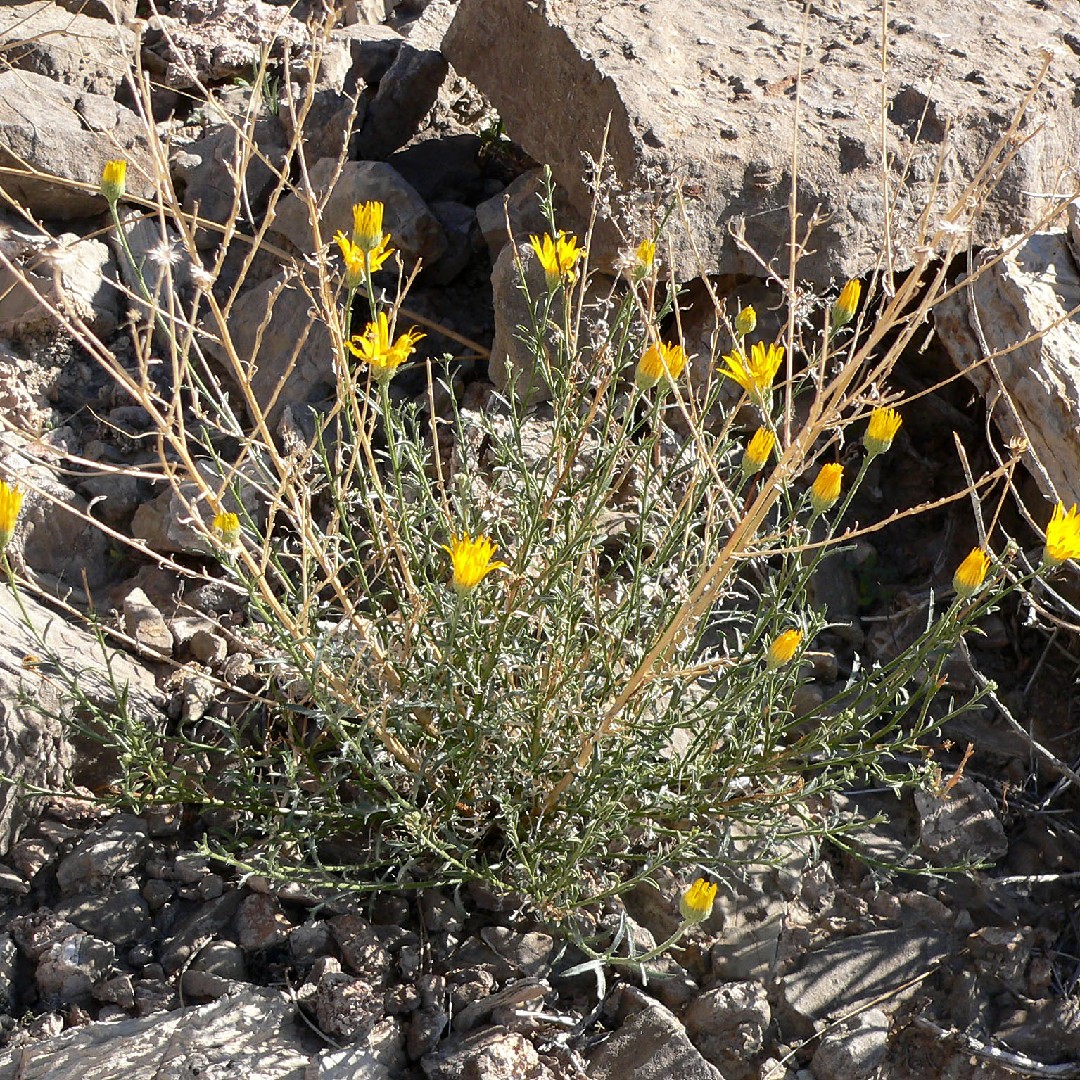 Xanthisma - PictureThis