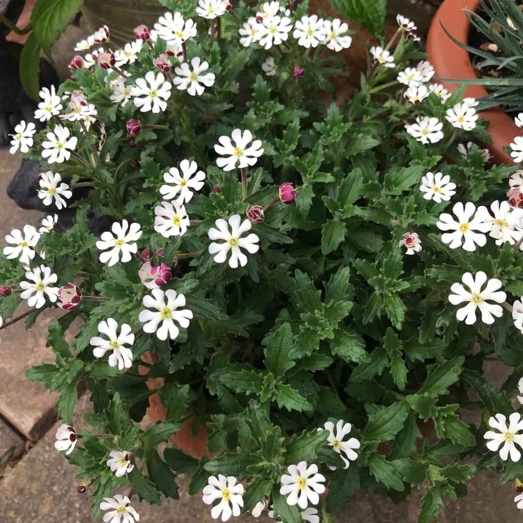 Zaluzianskya capensis Flower, Leaf, Care, Uses - PictureThis