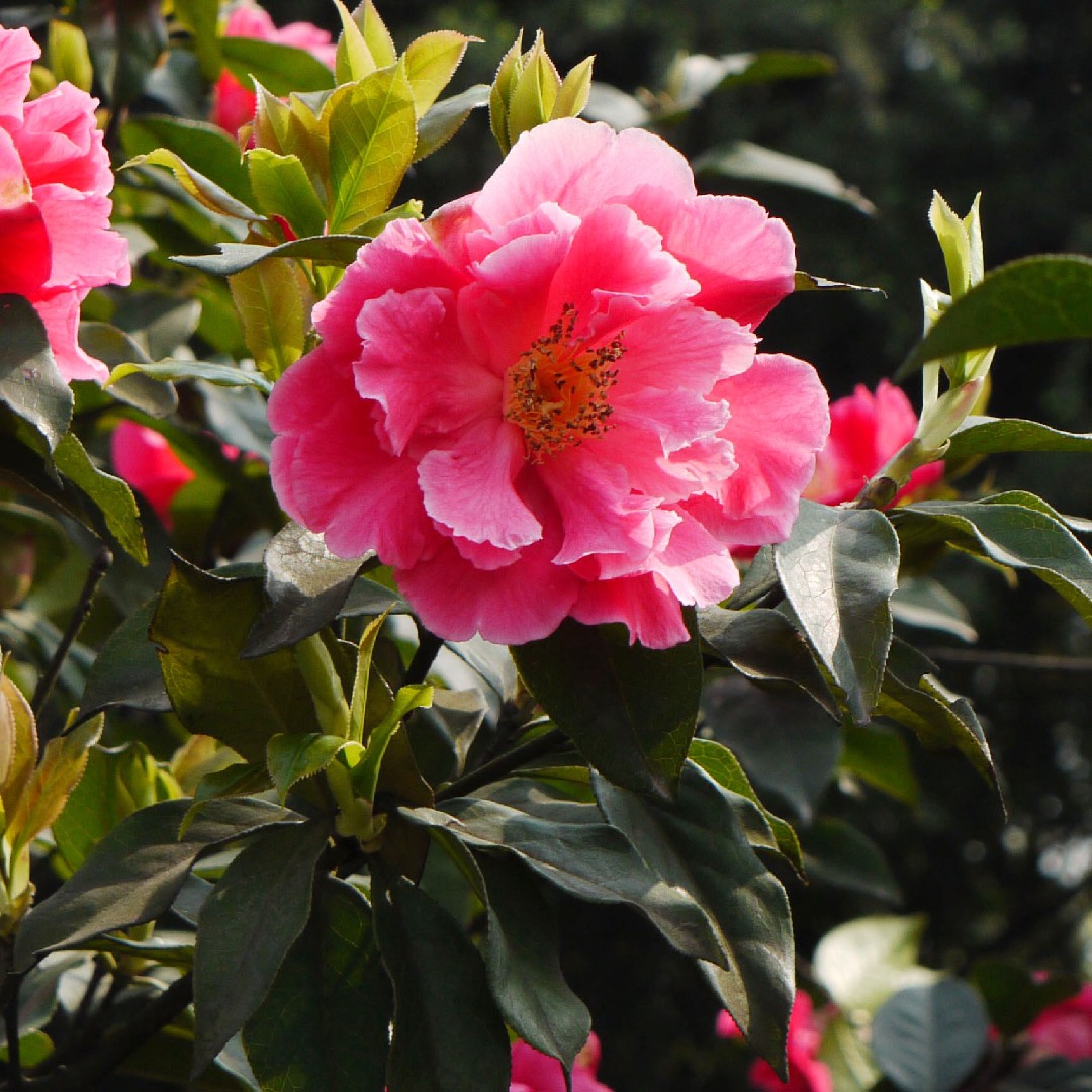 Camellia reticulata - PictureThis