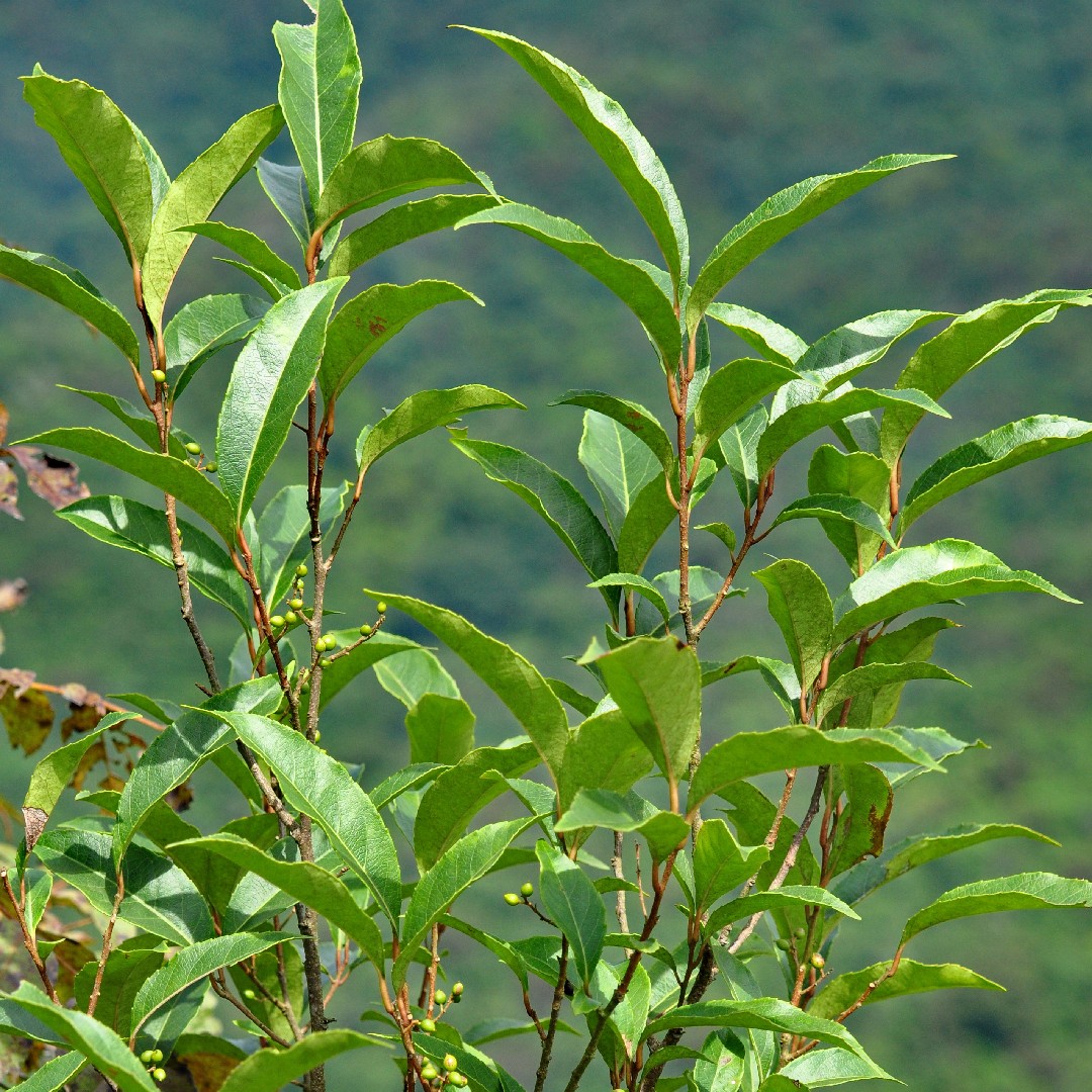 Xylosma Care (Watering, Fertilize, Pruning, Propagation) - PictureThis