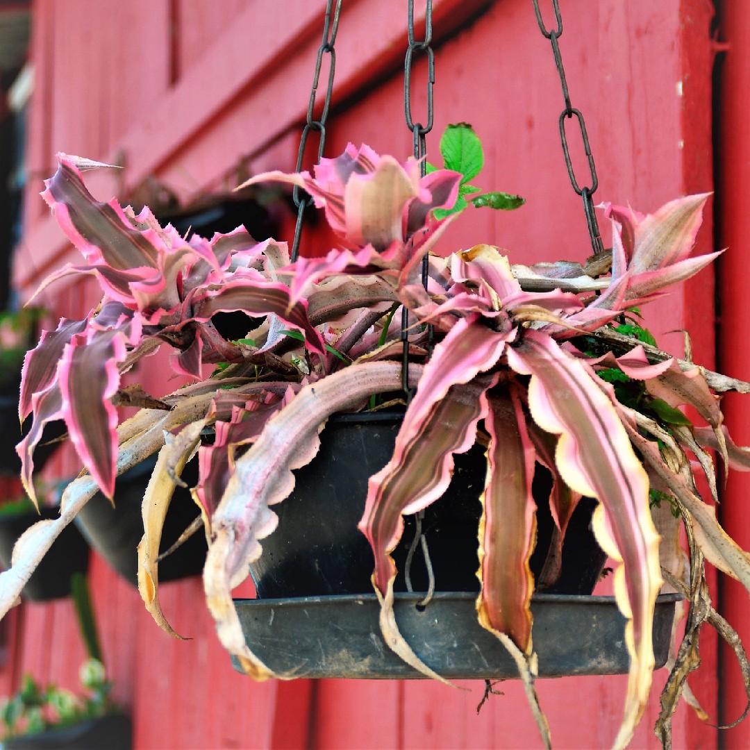 Cryptanthus (Cryptanthus) - PictureThis