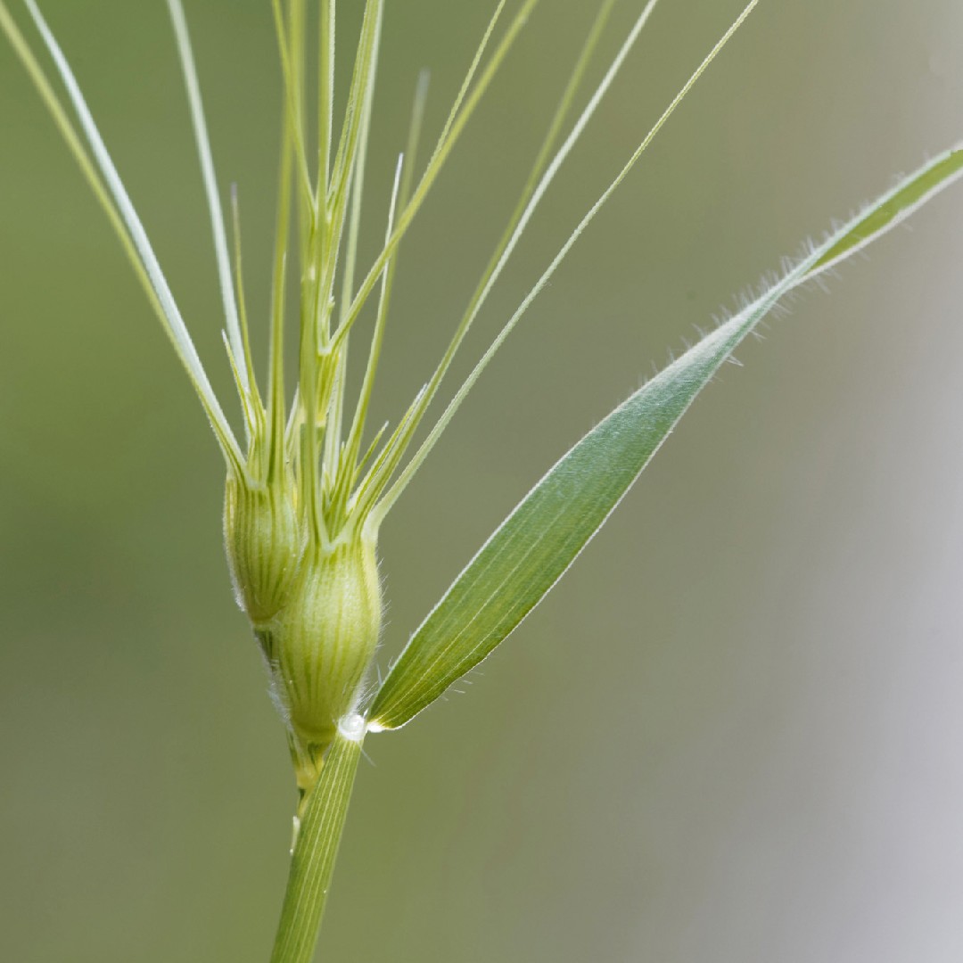 Eiförmiger Walch (Aegilops geniculata) - PictureThis