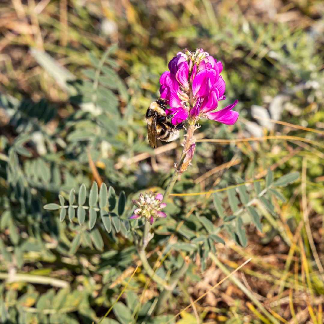 Astragalus agrestis - PictureThis