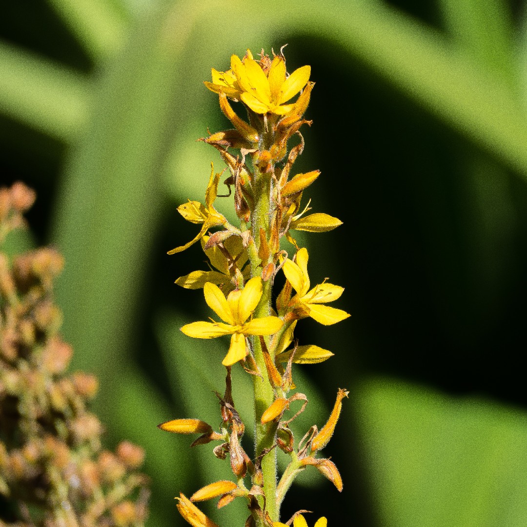 Red root (Wachendorfia) Flower, Leaf, Care, Uses - PictureThis