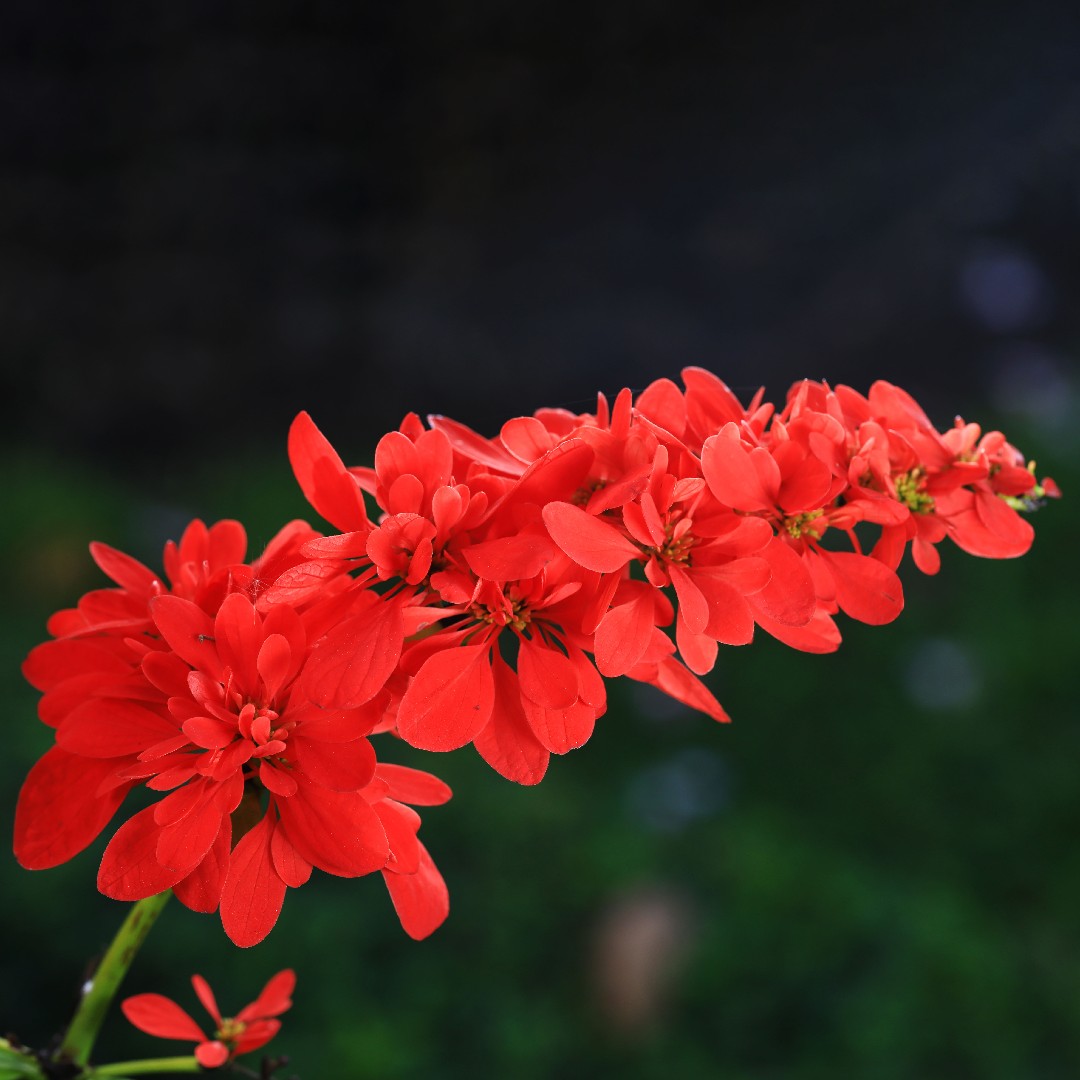 Chaconia (Warszewiczia coccinea) Flower, Leaf, Care, Uses - PictureThis