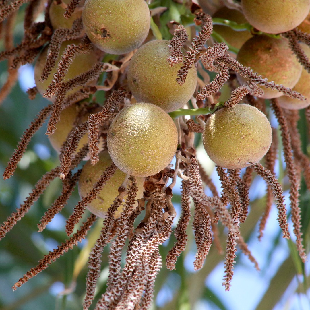 Acrocomia - PictureThis