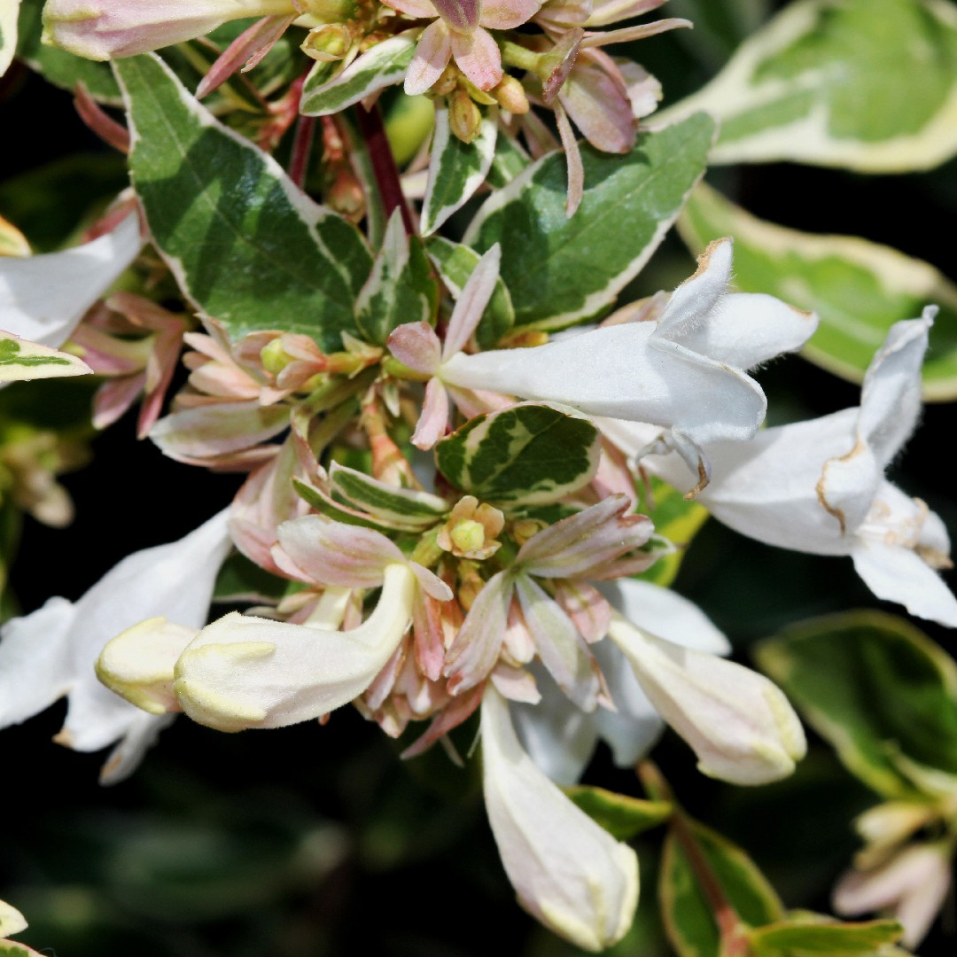 Abelia Care (Watering, Fertilize, Pruning, Propagation) - PictureThis