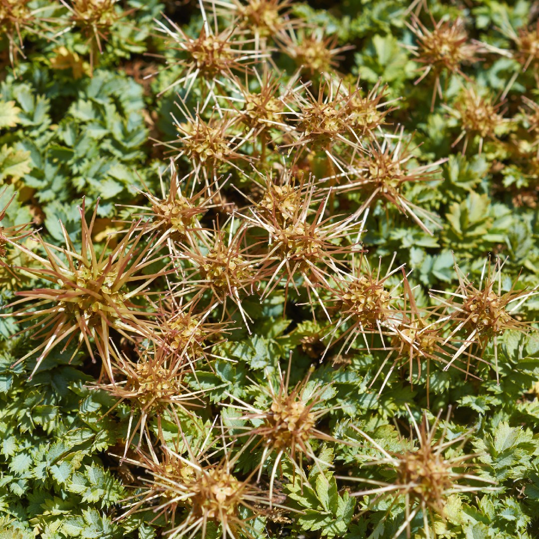 Acaena Care (Watering, Fertilize, Pruning, Propagation) - PictureThis