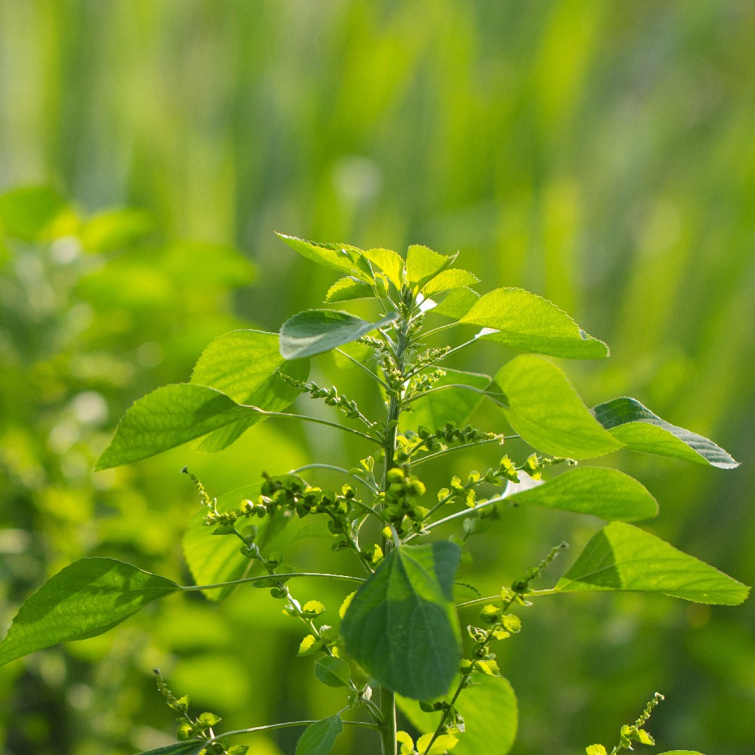 Acalypha lanceolata Cuidados (Plantando, Fertilizantes, Enfermedades ...