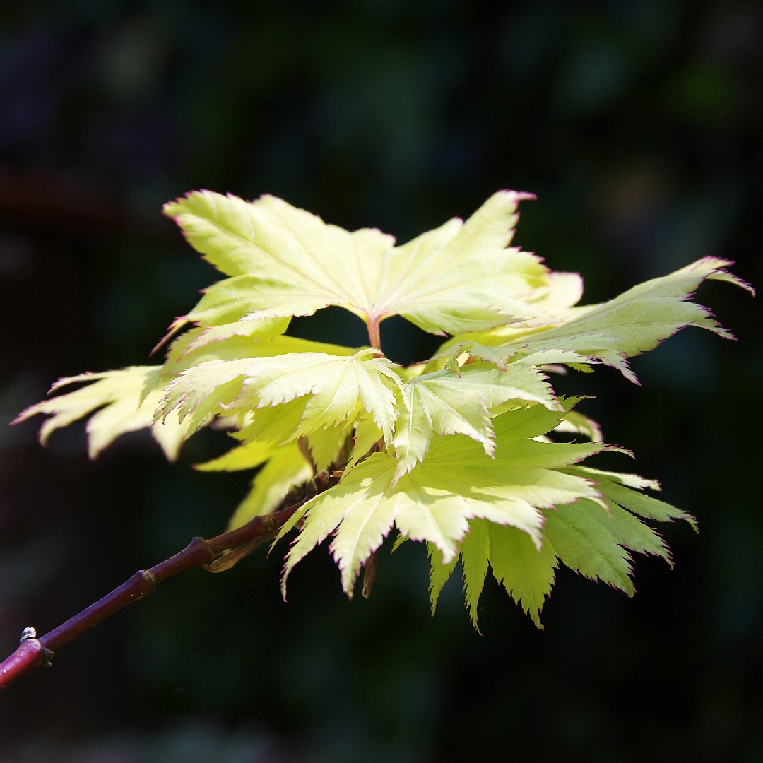 Acer shirasawanum - PictureThis