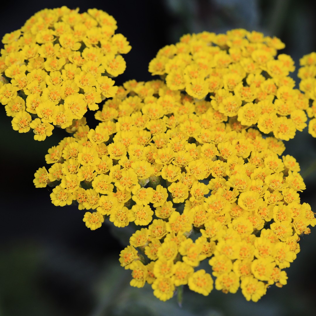 How to Grow and Care for Egyptian yarrow
