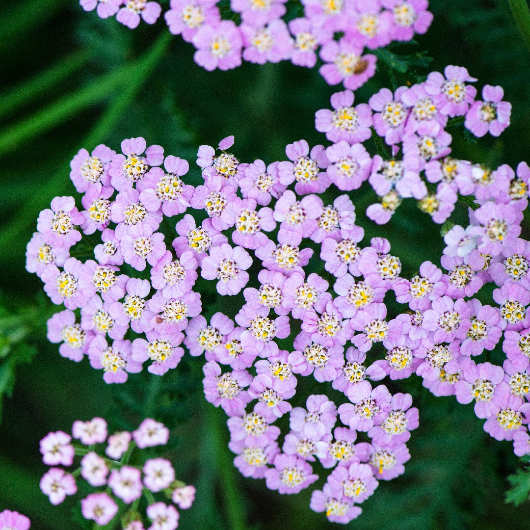 Achillea roseo-alba - PictureThis