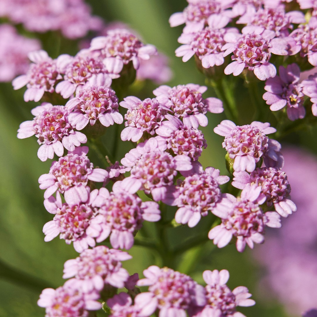 Yarrows Care (Watering, Fertilize, Pruning, Propagation) - PictureThis