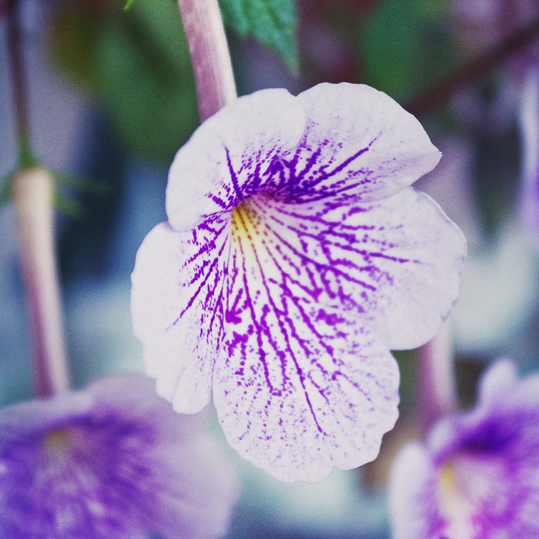 Magic flower (Achimenes) Flower, Leaf, Care, Uses - PictureThis