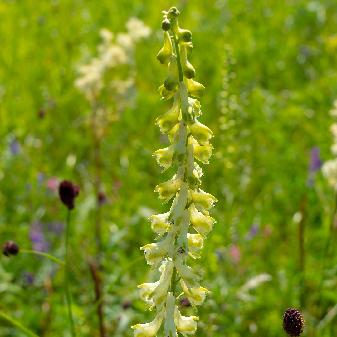 Monkshood Care (Watering, Fertilize, Pruning, Propagation) - PictureThis