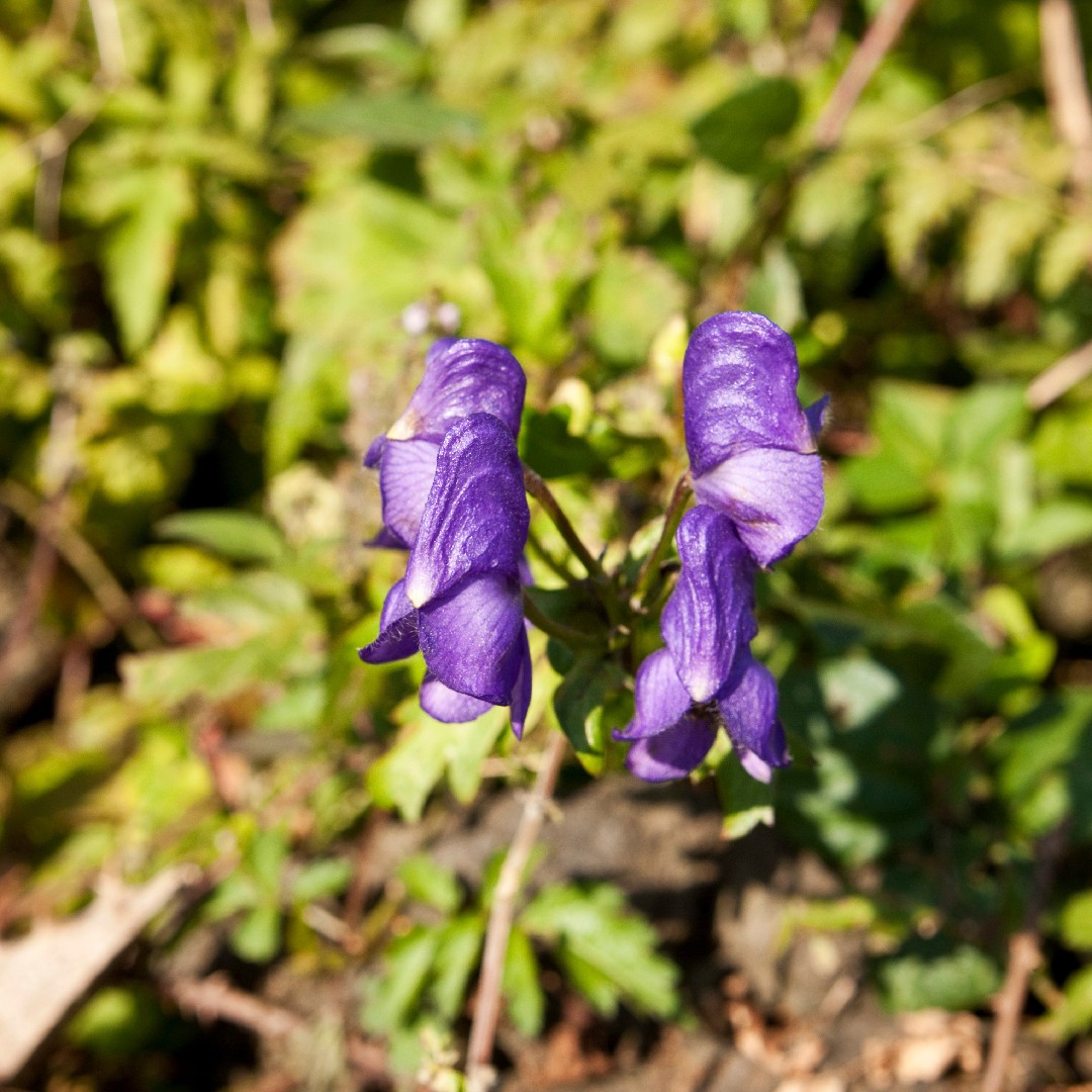 Monkshood Care (Watering, Fertilize, Pruning, Propagation) - PictureThis