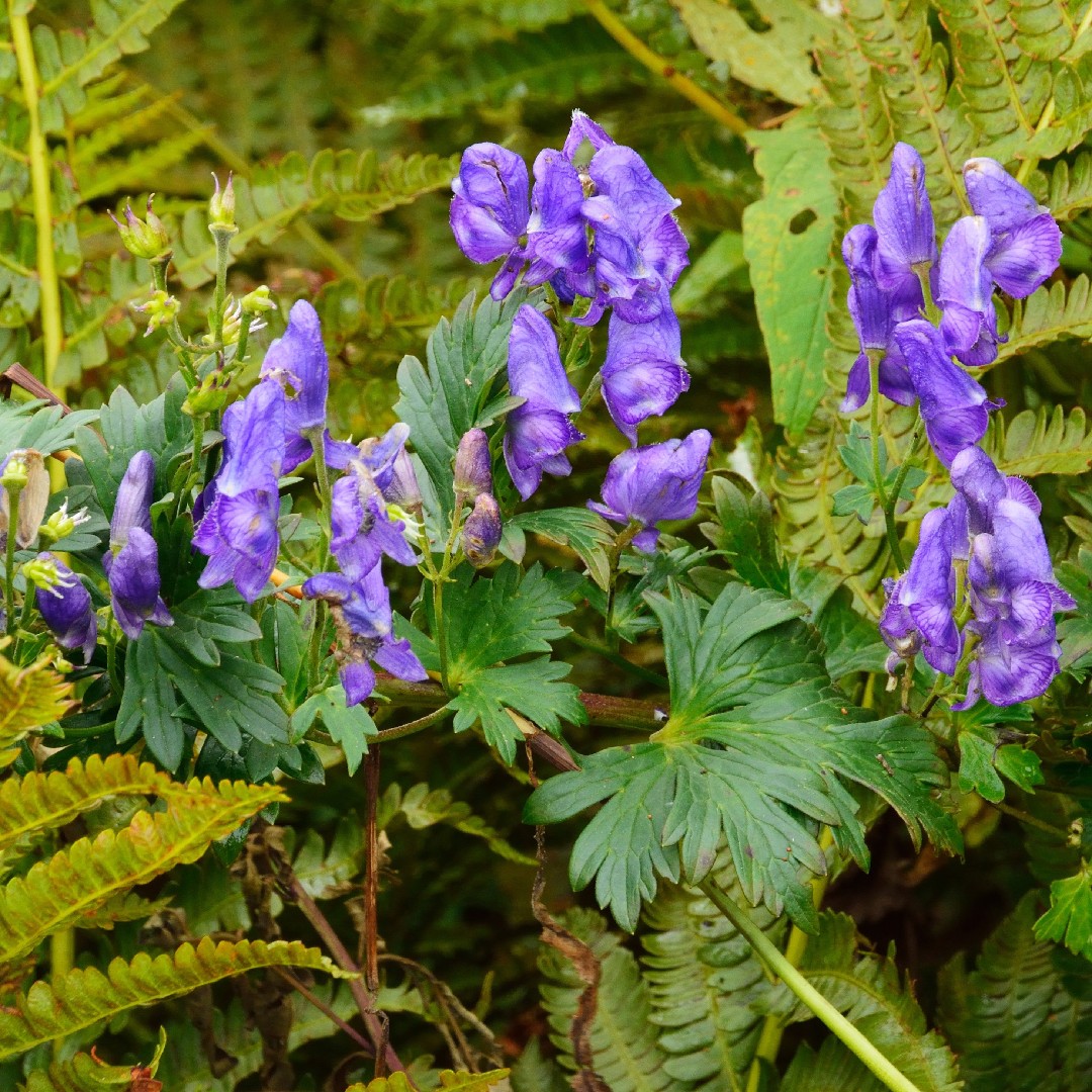 How to Plant and Grow Japanese monkshood(Aconitum japonicum)