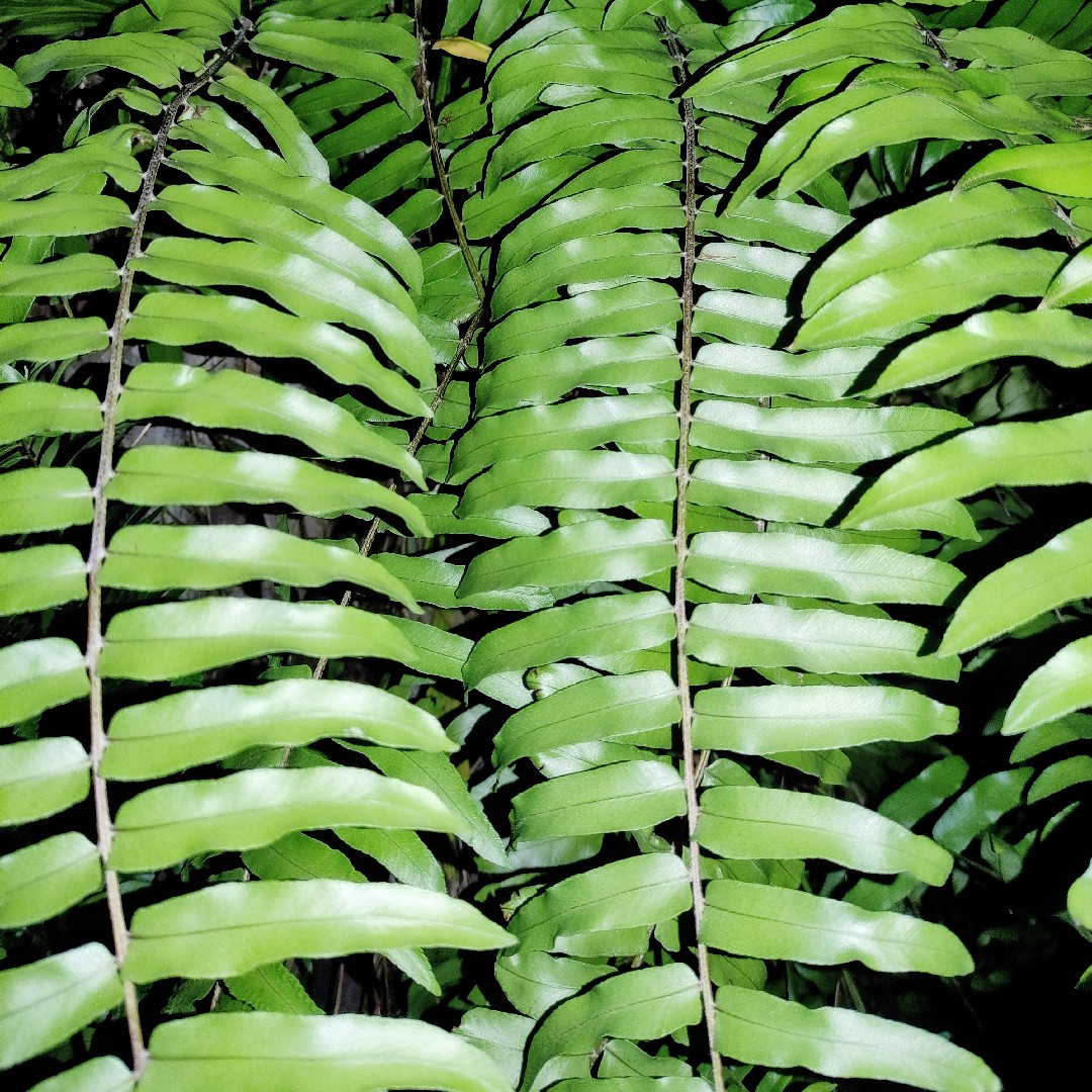 Acrostichum danaeifolium - PictureThis