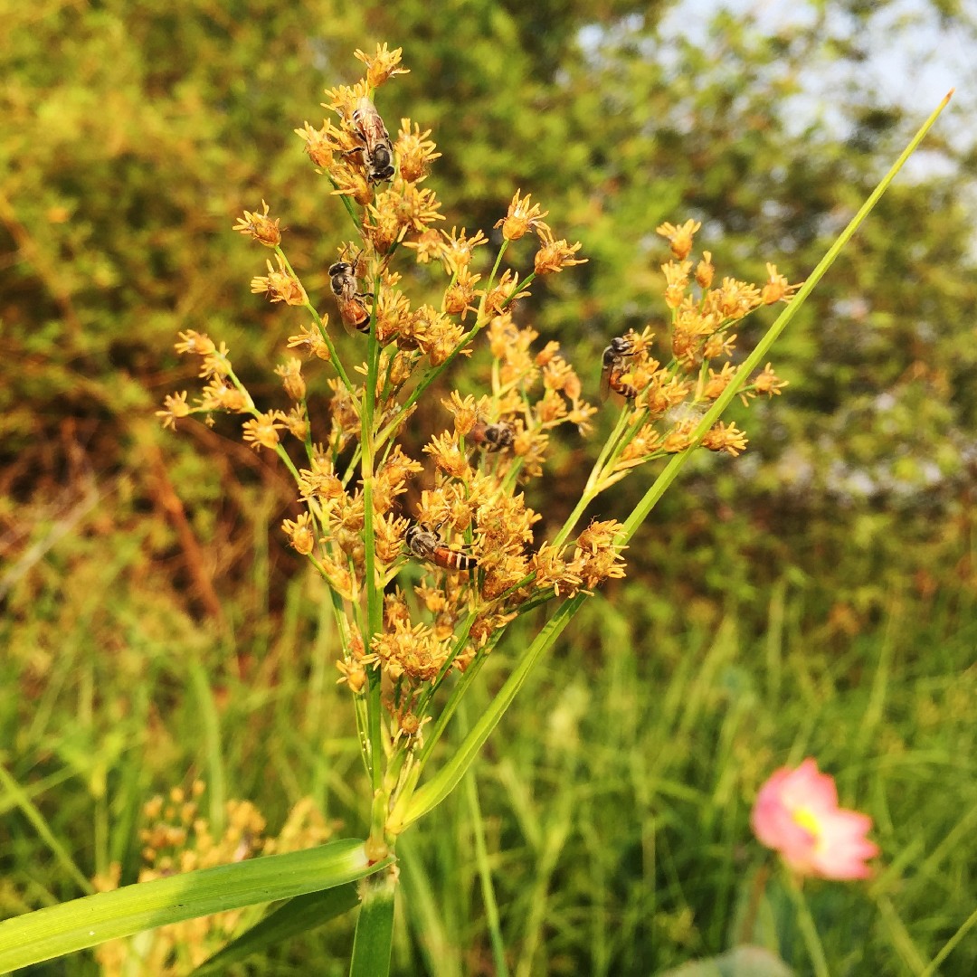 Giant bulrush Care (Watering, Fertilize, Pruning, Propagation ...