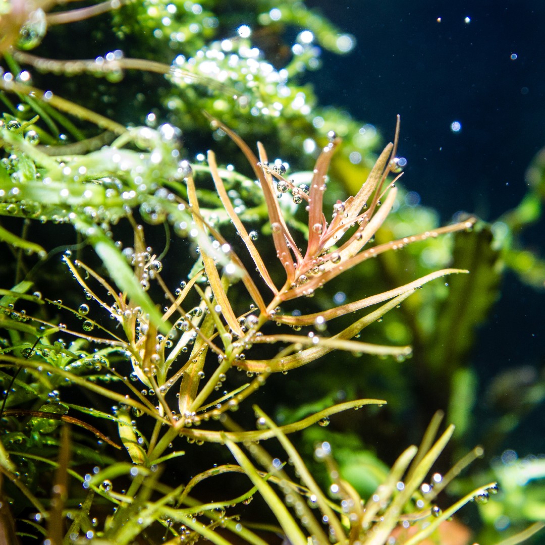 Didiplis Flower, Leaf, Care, Uses - PictureThis