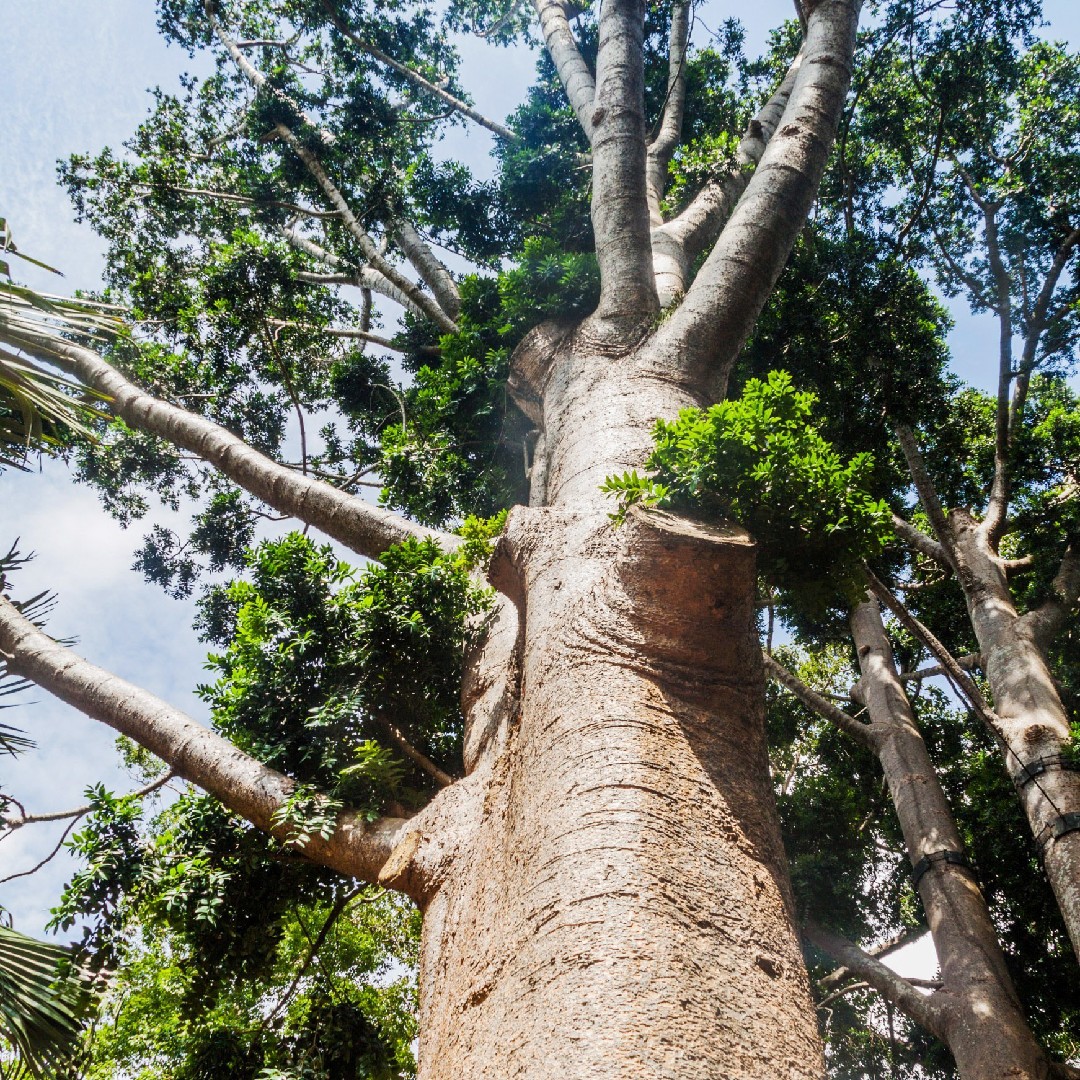 Агатис (Agathis robusta) - PictureThis