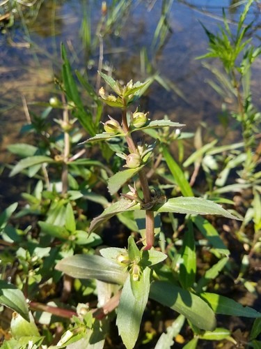 Gratiola virginiana - PictureThis