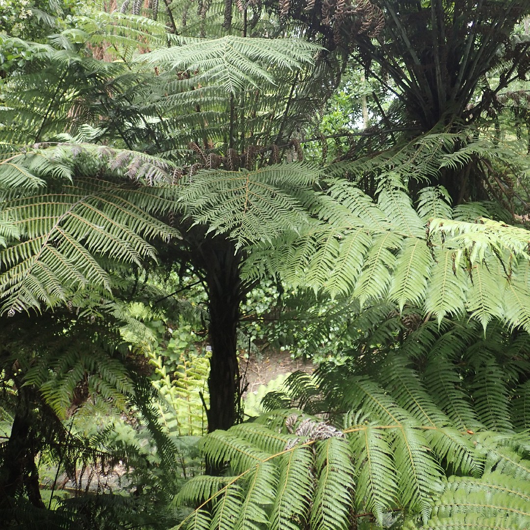 🍀 How to Grow and Care for Silver tree-fern
