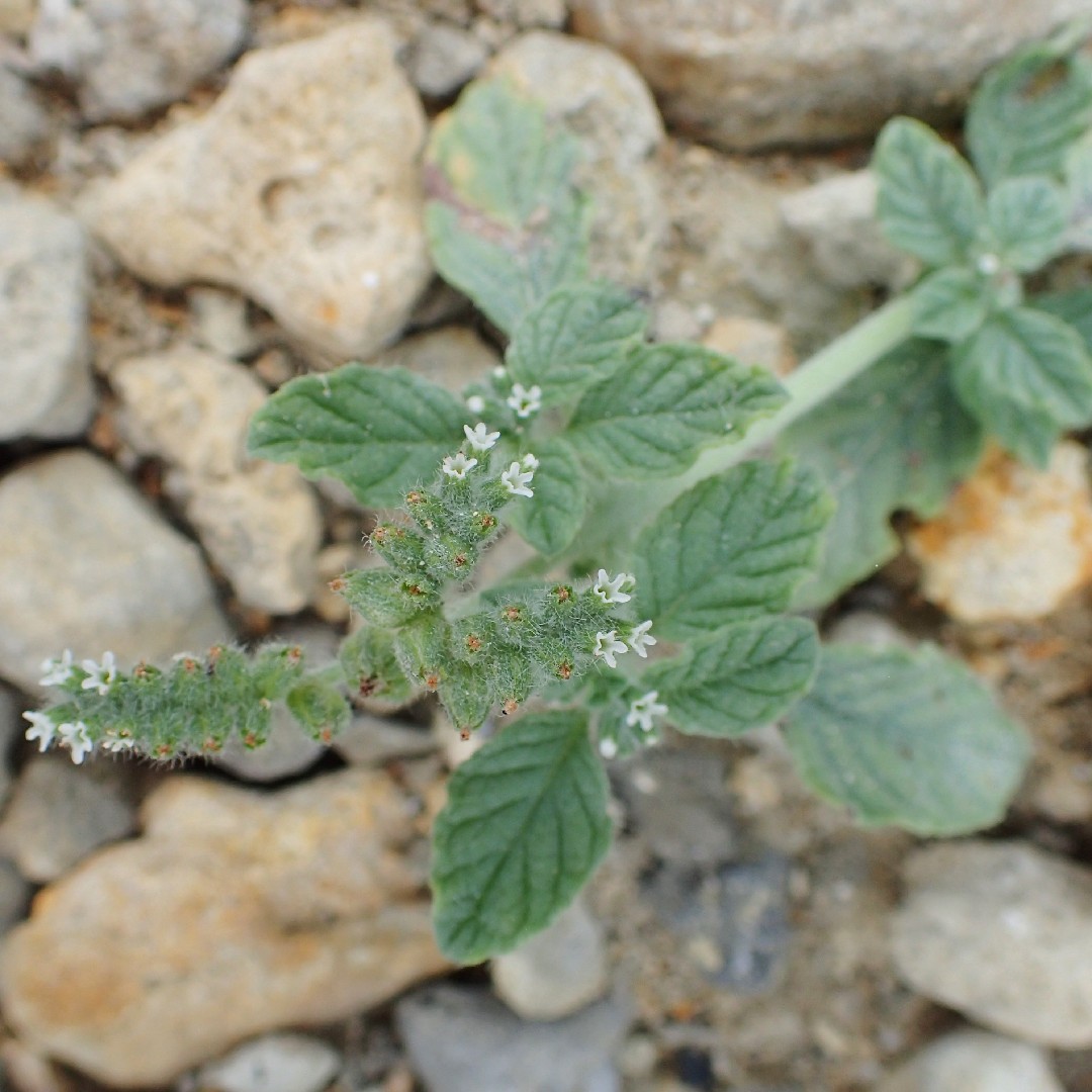 Гелиотроп простёртый (Heliotropium supinum) - PictureThis