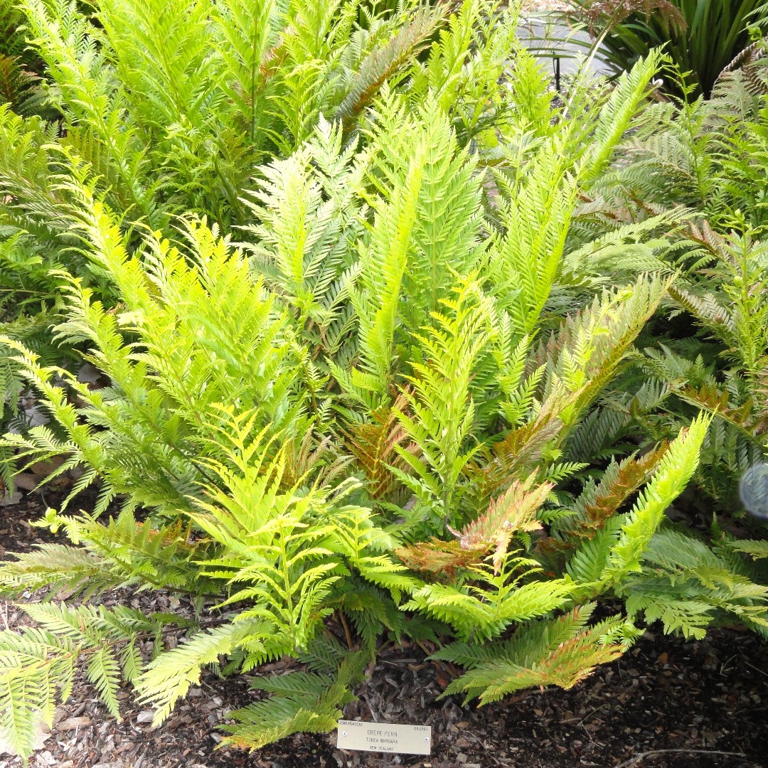 King fern (Todea barbara) Flower, Leaf, Care, Uses - PictureThis