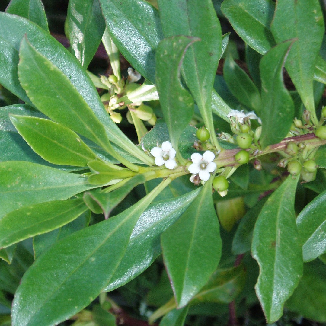 Mióporo (Myoporum) - PictureThis