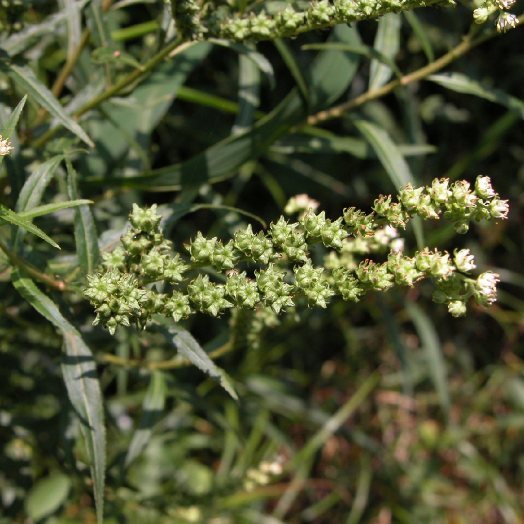 Ditch-stonecrop Care (Watering, Fertilize, Pruning, Propagation ...