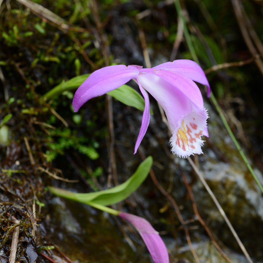 Pleione formosana - PictureThis