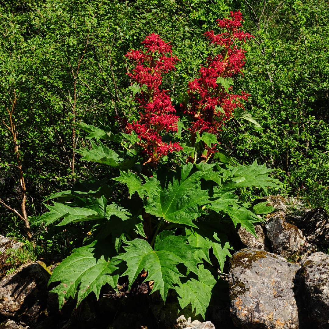 Rheum palmatum - PictureThis