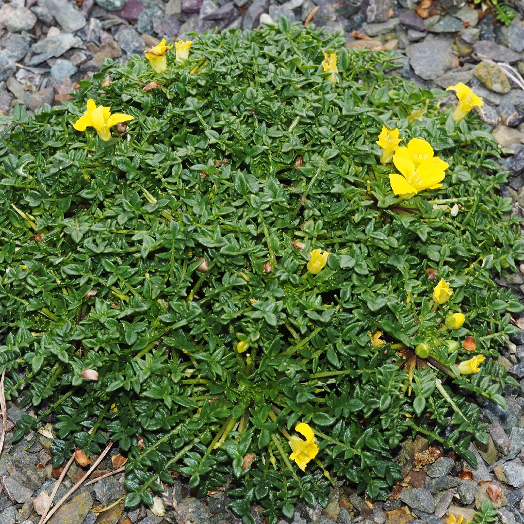 Morisia monanthos Cuidados (Plantando, Fertilizantes, Enfermedades ...