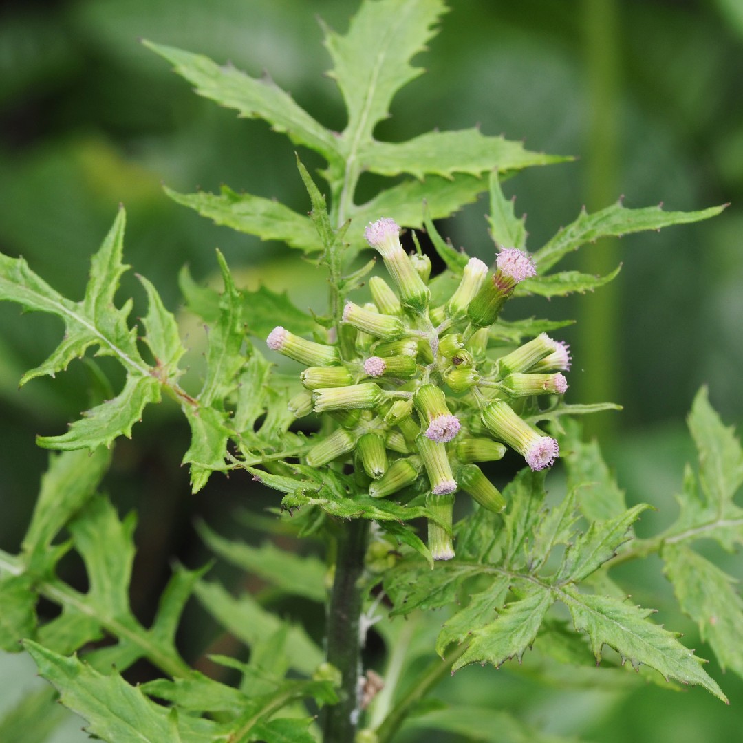 Tropical burnweed (Erechtites valerianifolius) Flower, Leaf, Care, Uses ...